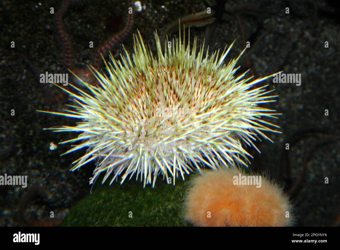 Long spiny sea urchin Stock Photo - Alamy