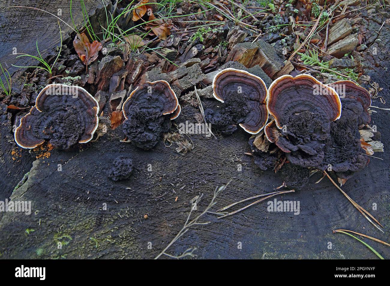 Rusty gill polypus, Gloeophyllum sepiarium Stock Photo - Alamy