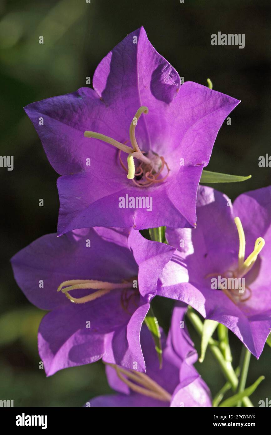 The peach leaved bellflower hi-res stock photography and images - Alamy