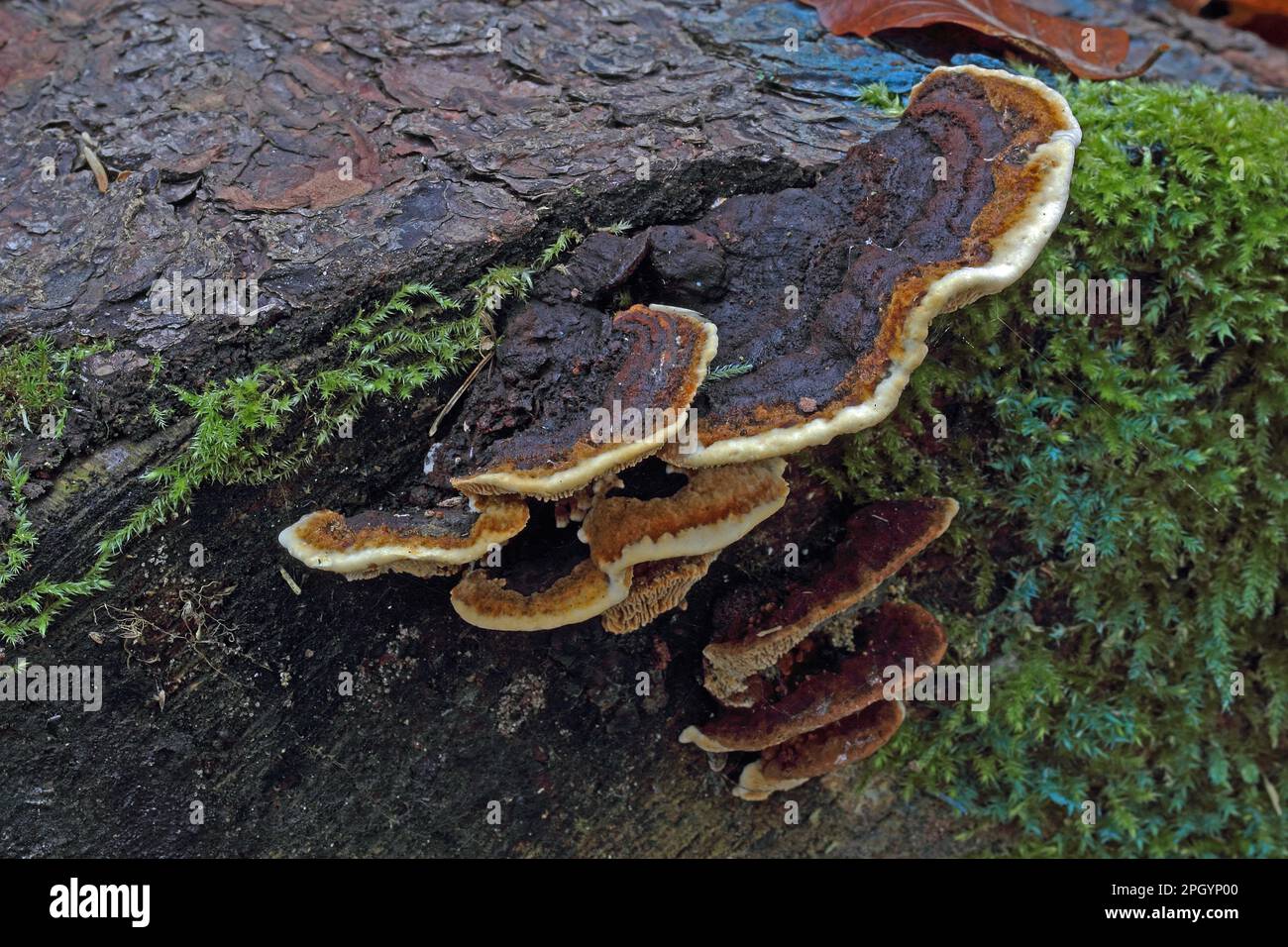 Rusty gill polypus, Gloeophyllum sepiarium Stock Photo - Alamy