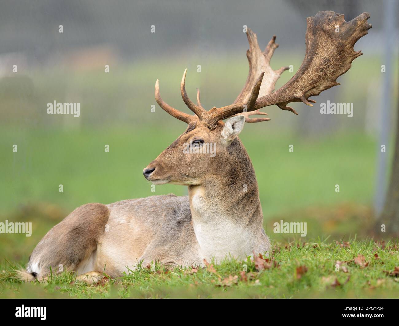 Wild deer rest hi-res stock photography and images - Alamy