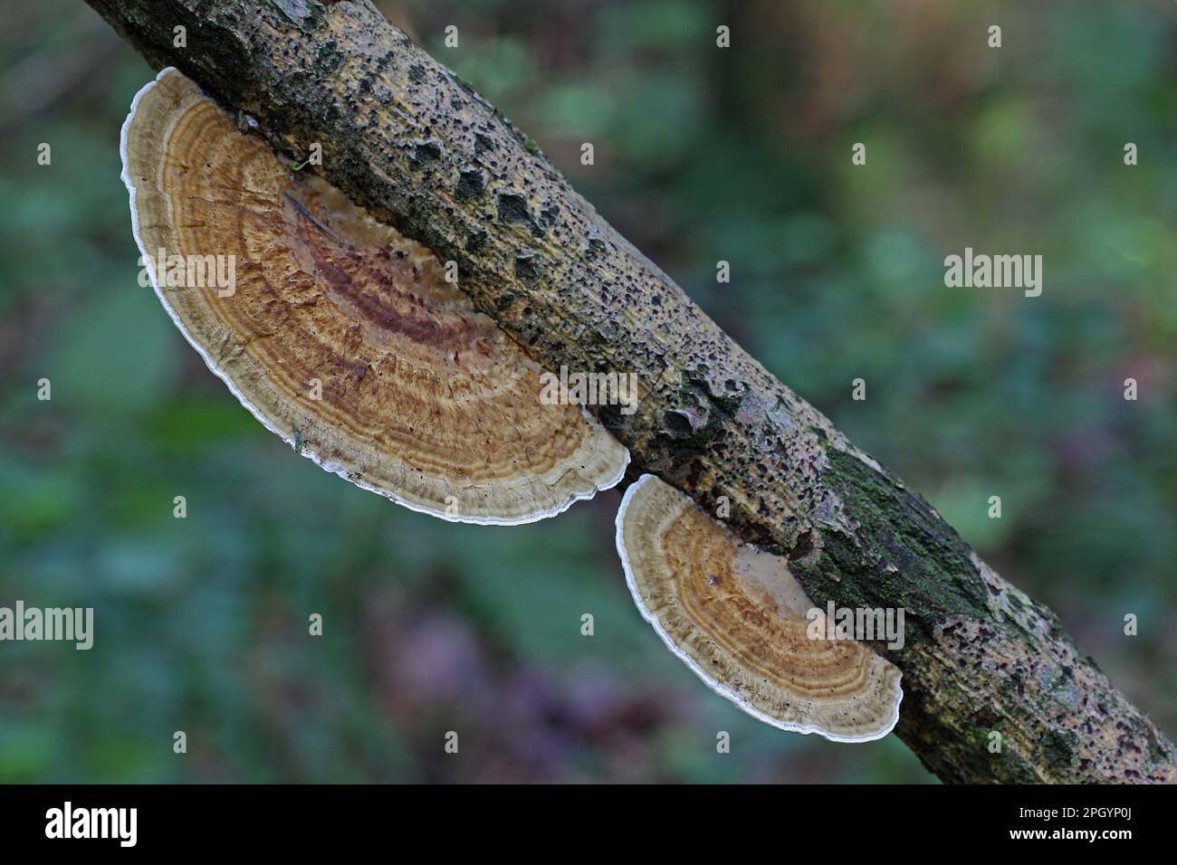 Blushing bracket hi-res stock photography and images - Alamy