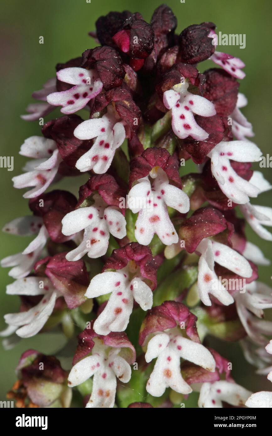 Fire orchid hi-res stock photography and images - Alamy