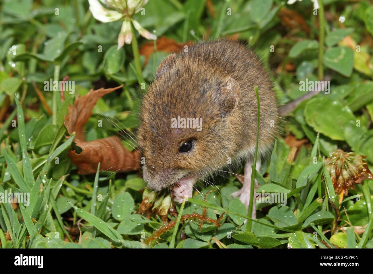 Old and young mouse hi-res stock photography and images - Alamy
