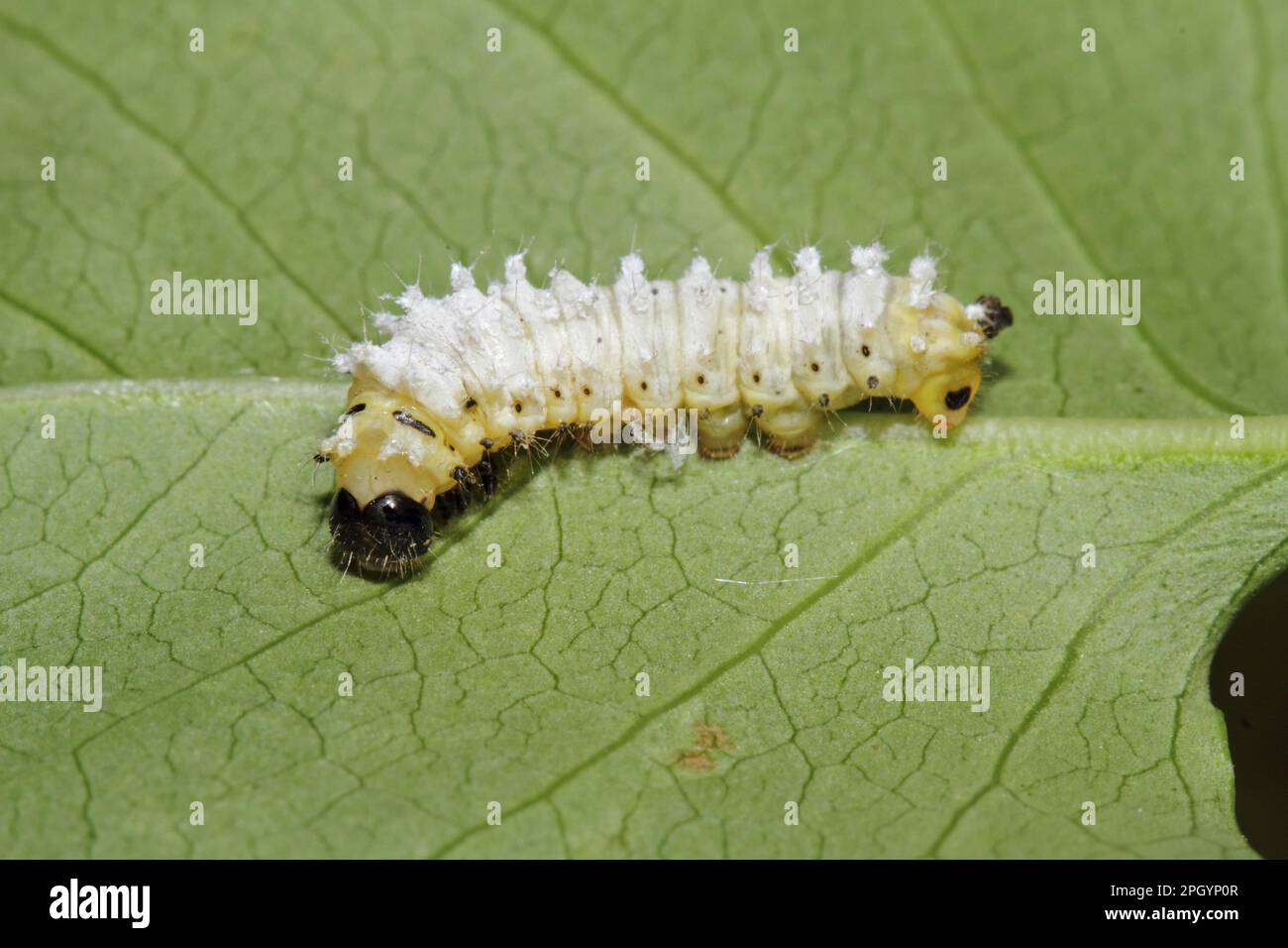 Goddess tree moth Stock Photo - Alamy