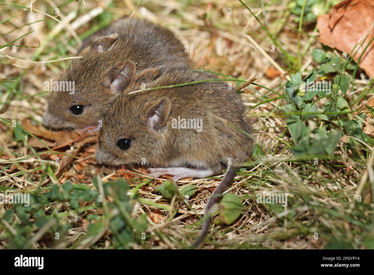 Animal mouse hi-res stock photography and images - Alamy
