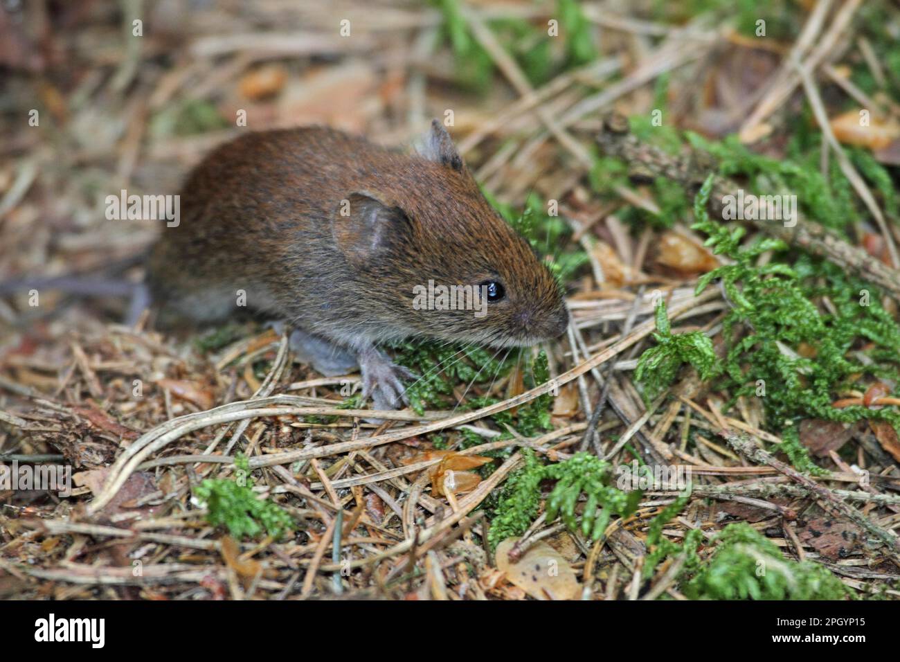 Red backed vole hi-res stock photography and images - Alamy