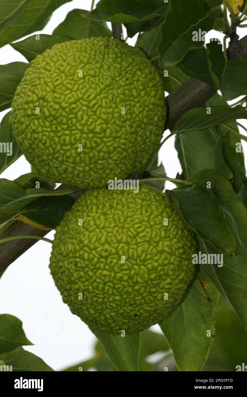 Osage orange tree hi-res stock photography and images - Alamy