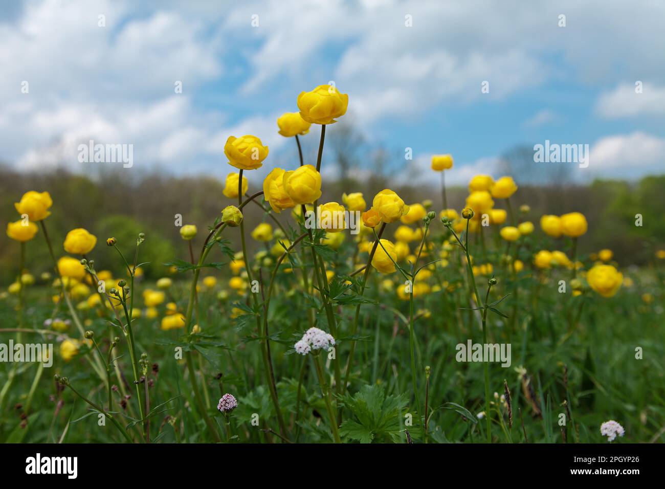 Troll flower hi-res stock photography and images - Alamy