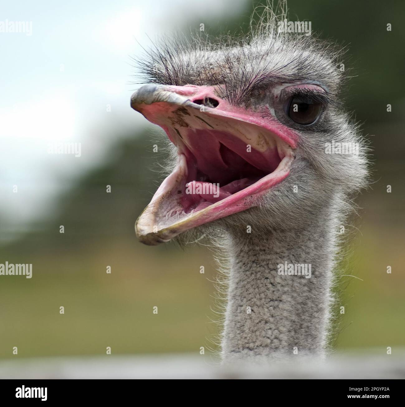 Ostrich head shot hi-res stock photography and images - Alamy