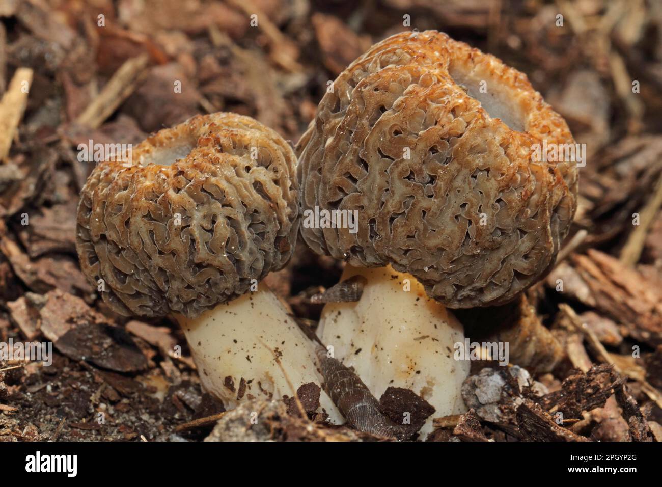 Cone shaped mushroom hi-res stock photography and images - Alamy