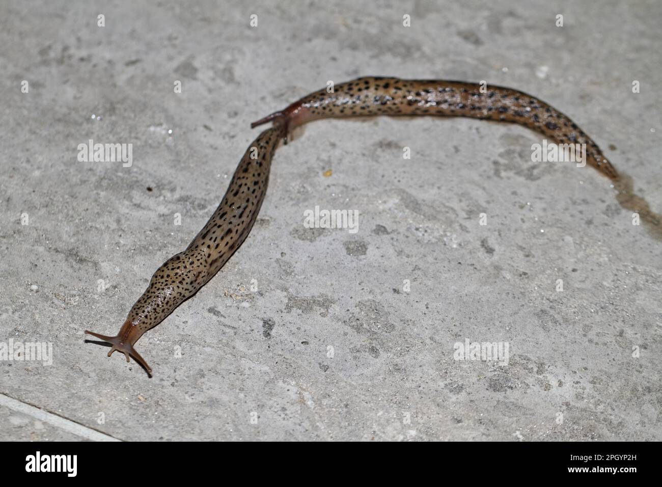 Tiger slug hi-res stock photography and images - Alamy