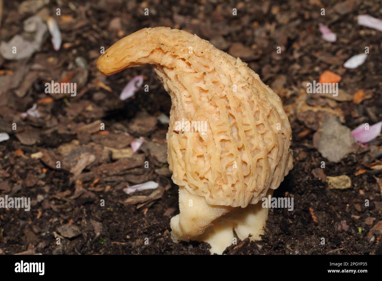 Cone shaped mushroom hi-res stock photography and images - Alamy