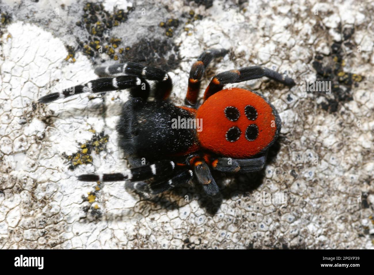 Red tube spider Stock Photo - Alamy