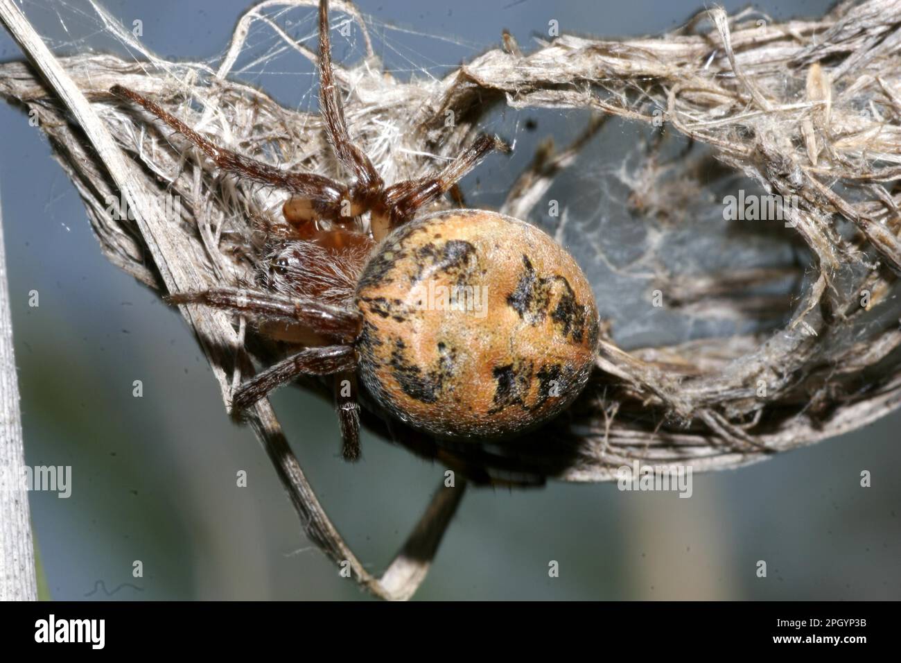 Furrow spider (Larinioides cornutus Stock Photo - Alamy
