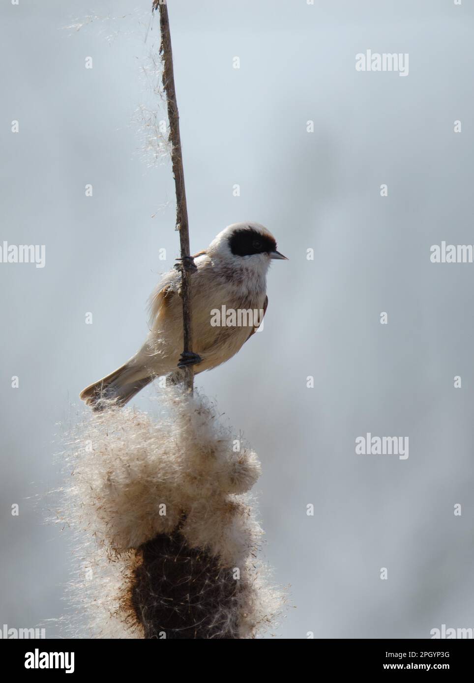 Eurasian Penduline Tit (Remiz pendulinus Stock Photo - Alamy