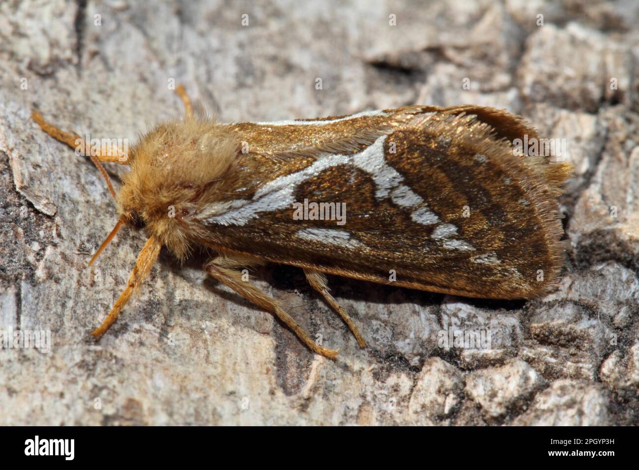 Hop root moth Stock Photo - Alamy
