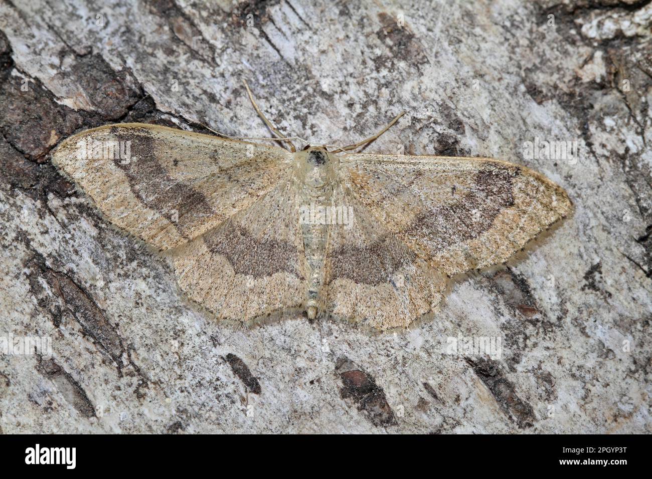 Mouse moth hi-res stock photography and images - Alamy