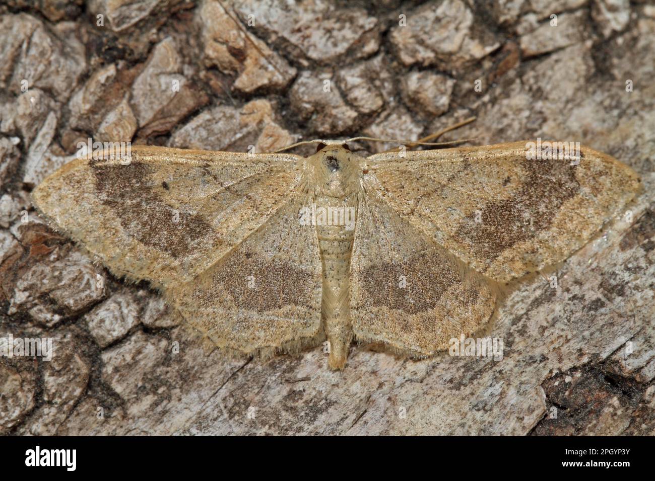 Riband wave moth hi-res stock photography and images - Alamy