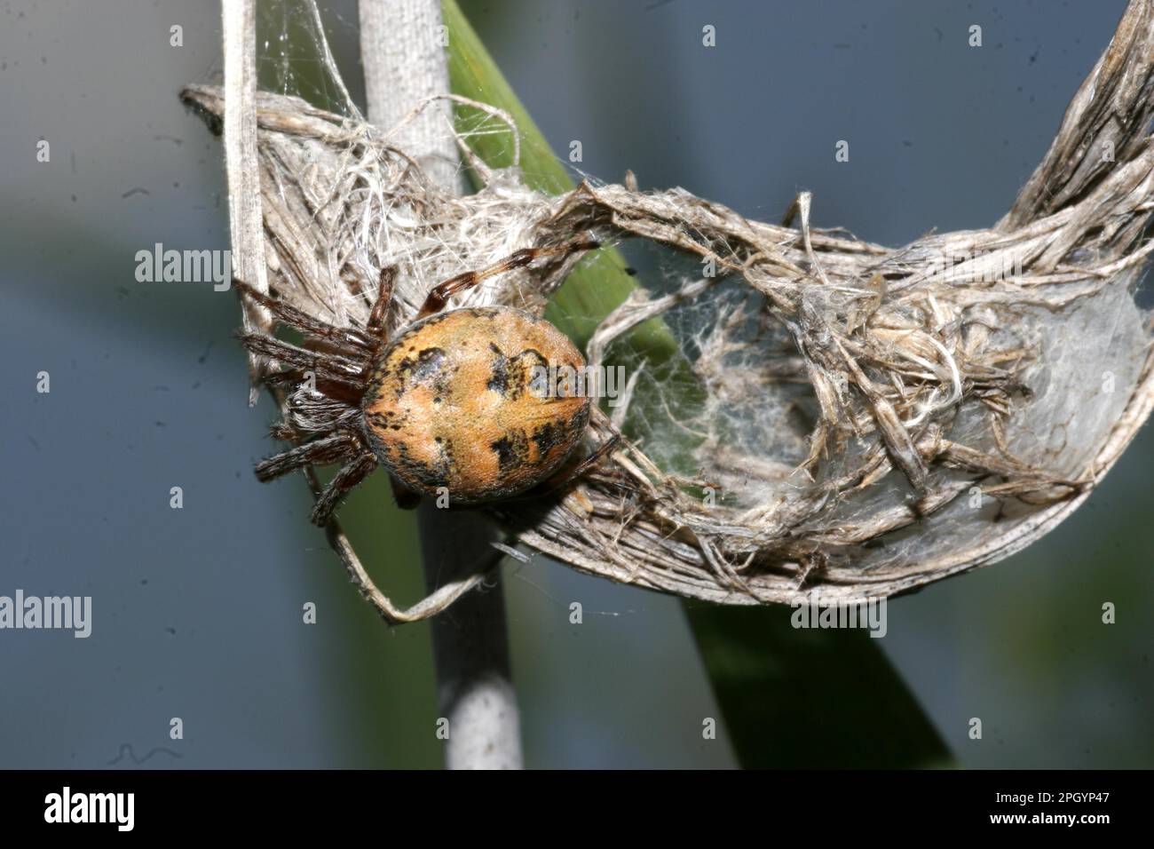 Furrow spider (Larinioides cornutus Stock Photo - Alamy