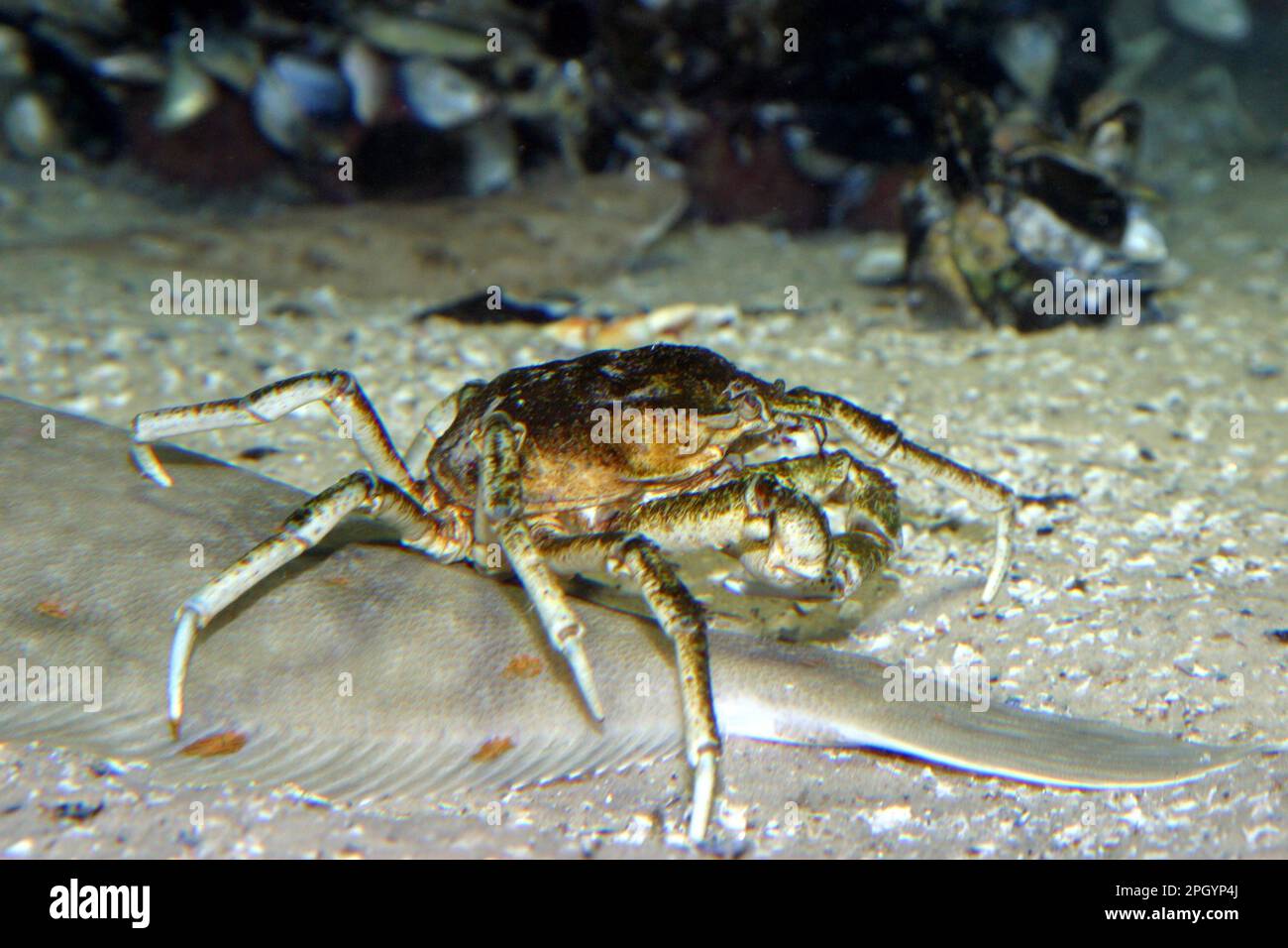 Large spider crab Stock Photo - Alamy