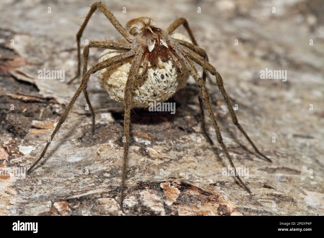 Spider woman hi-res stock photography and images - Alamy