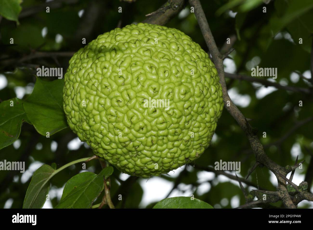 Osage orange tree hi-res stock photography and images - Alamy