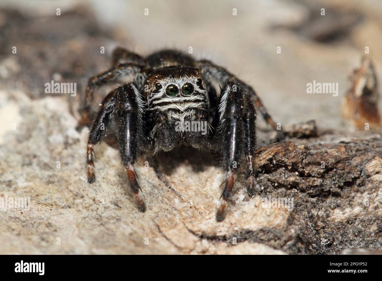 Evarcha arcuata jumping spider hi-res stock photography and images - Alamy