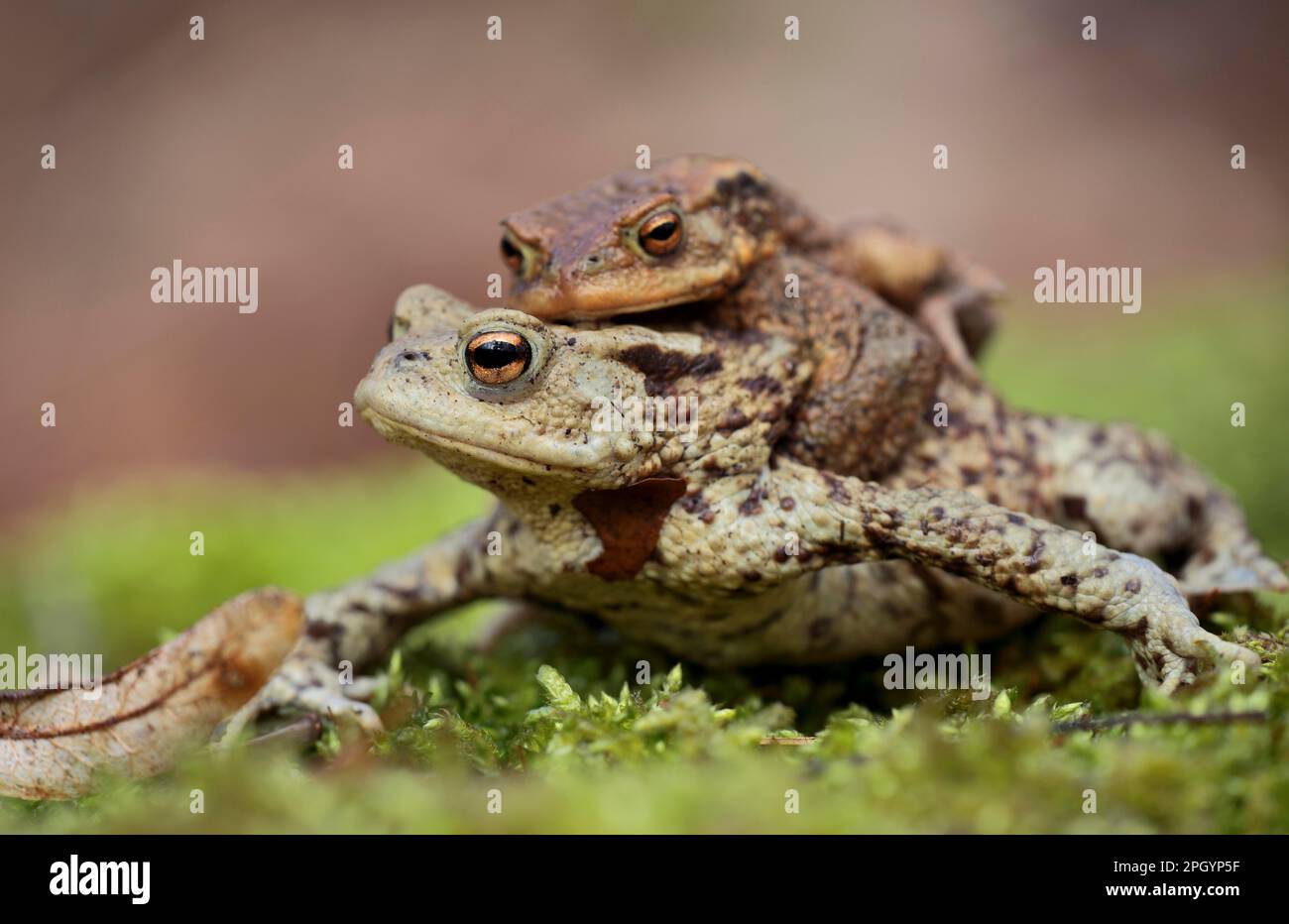 Common toads, toad migration Stock Photo - Alamy
