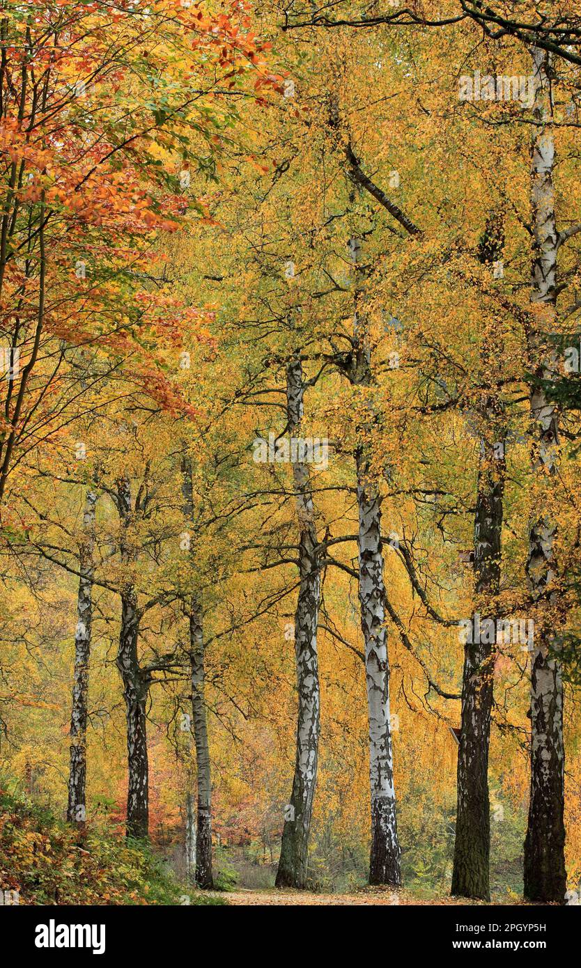 Birch lined hi-res stock photography and images - Alamy