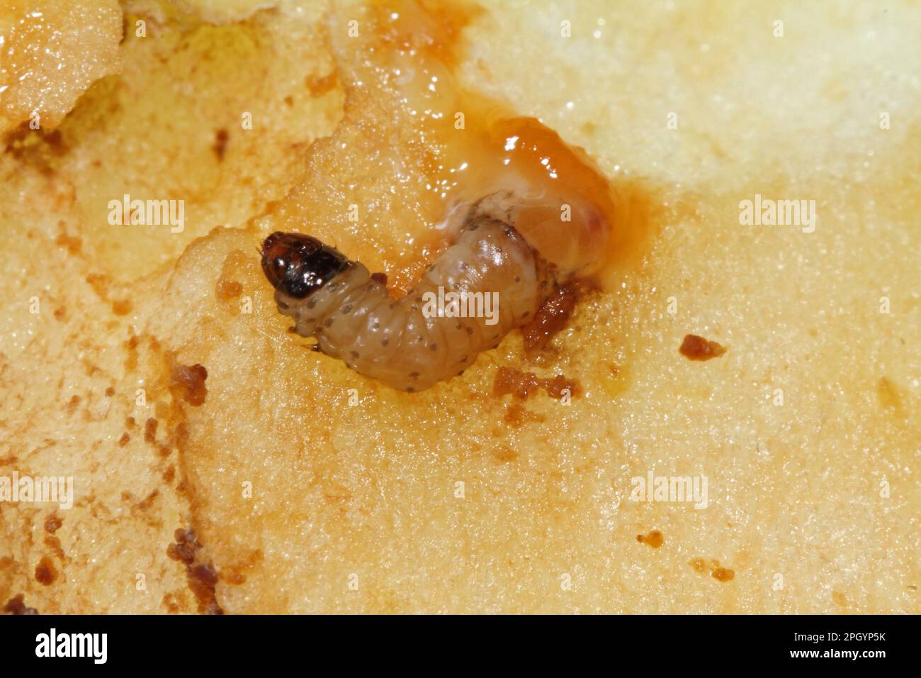 Codling moth apple hi-res stock photography and images - Alamy