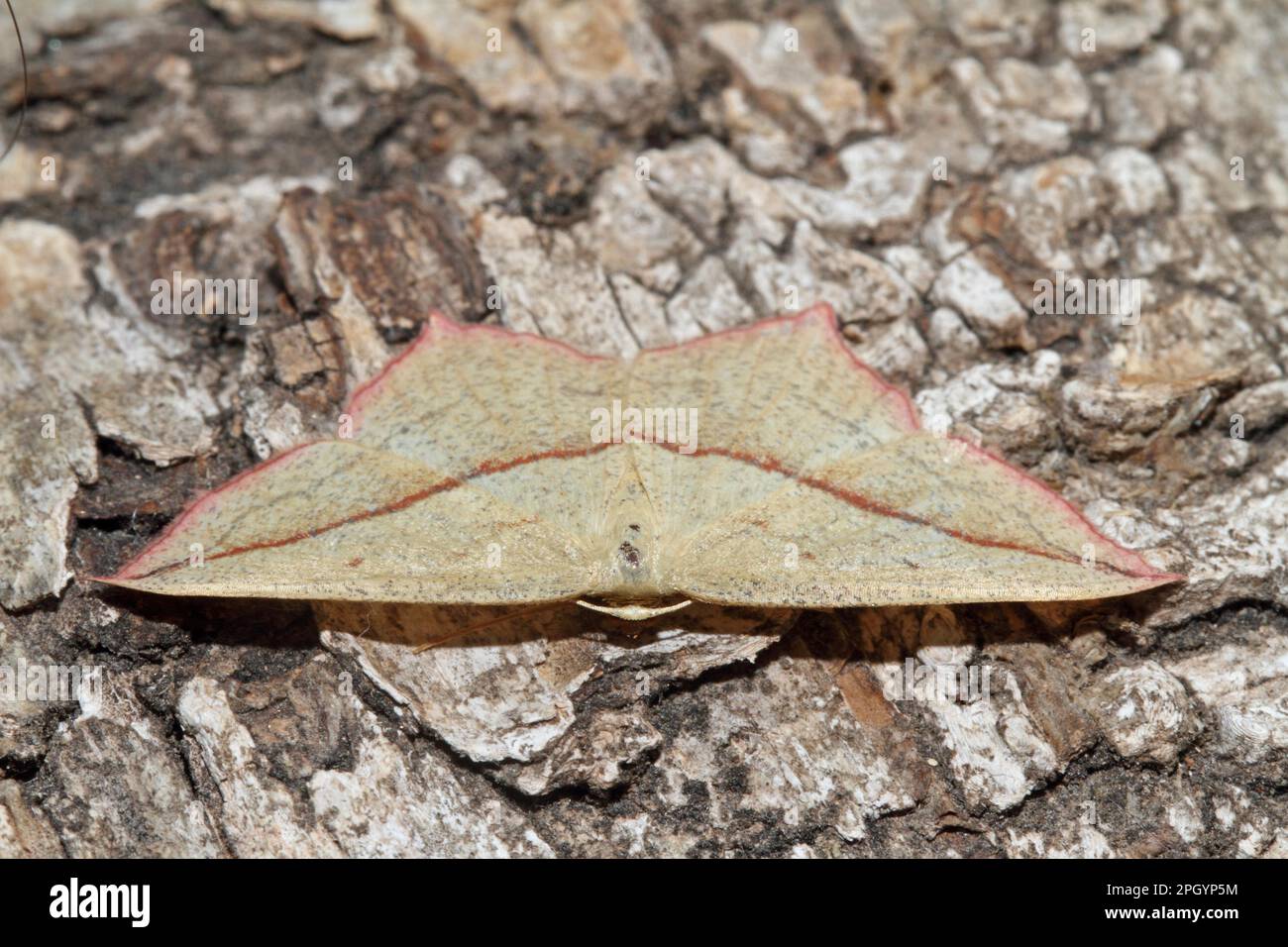 Dock and butterfly hi-res stock photography and images - Alamy