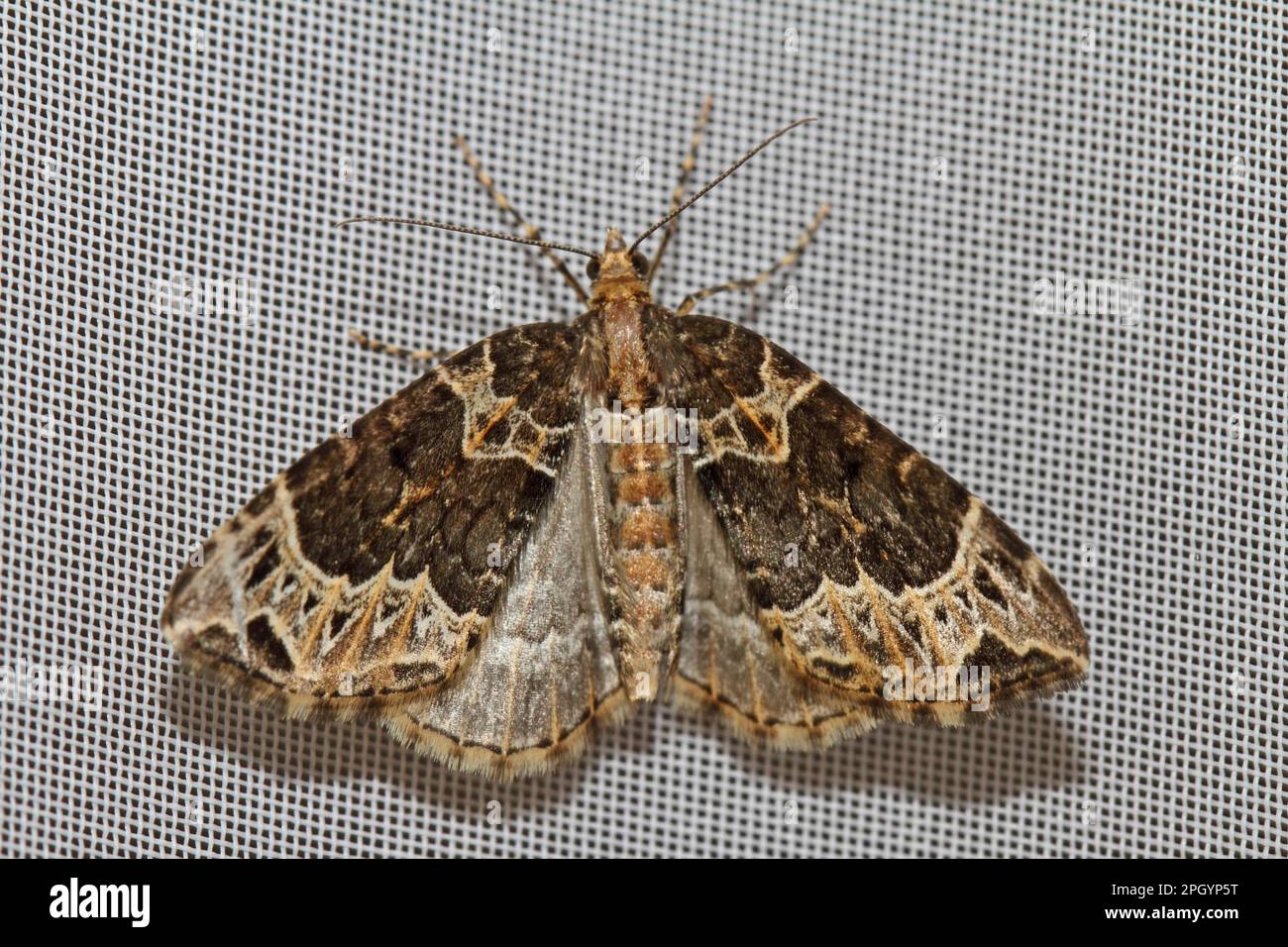 Dark brown hair tuft moth Stock Photo - Alamy