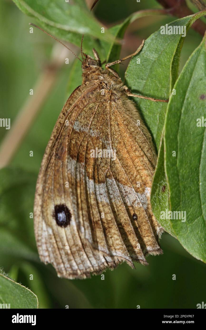 Blue-eyed Forest Porter Stock Photo - Alamy