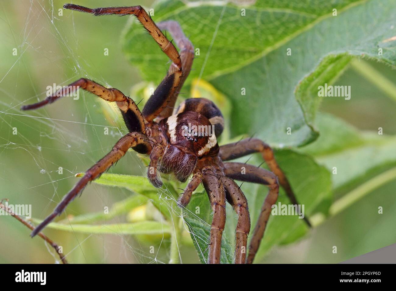 Edged hunting spider Stock Photo - Alamy