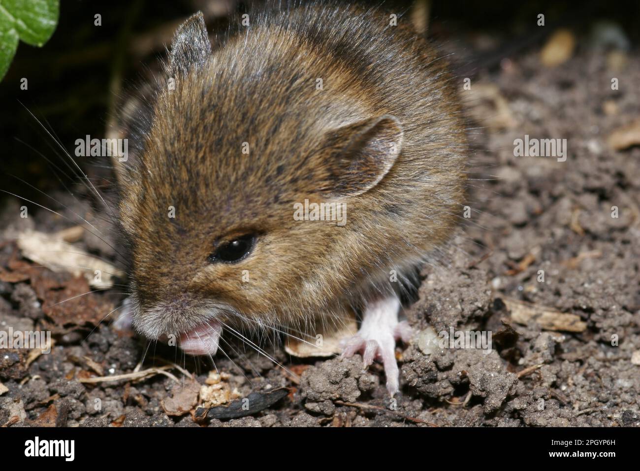 Mouse old hi-res stock photography and images - Alamy
