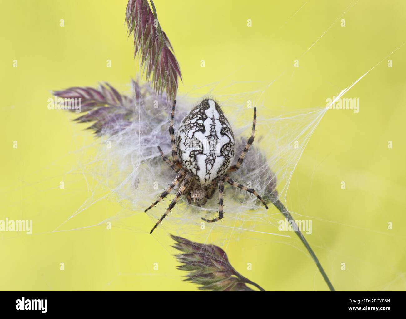 Acorn Leaf Spider Stock Photo - Alamy