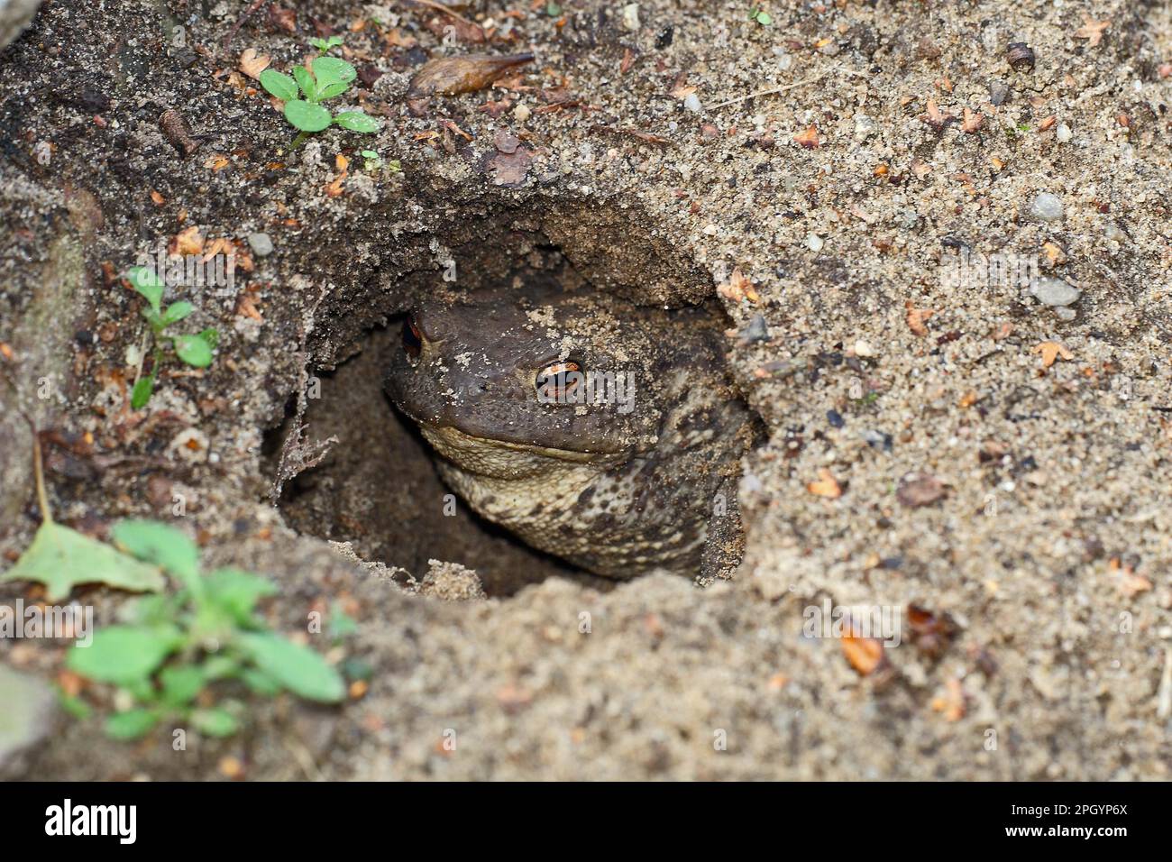 Common toad, burrowed Stock Photo - Alamy