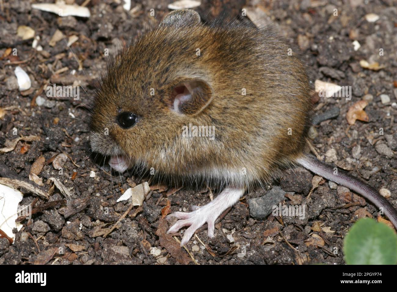 Mouse old hi-res stock photography and images - Alamy