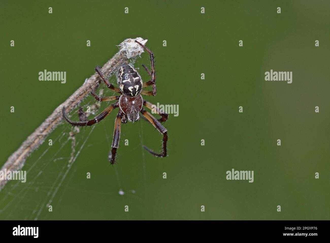 Reed wheel spider, male Stock Photo - Alamy