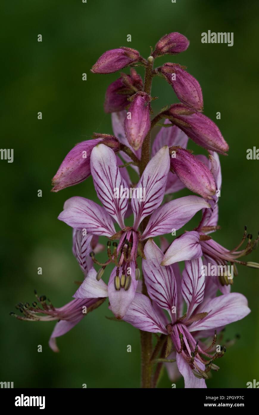 Burning bush (Dictamnus albus Stock Photo - Alamy