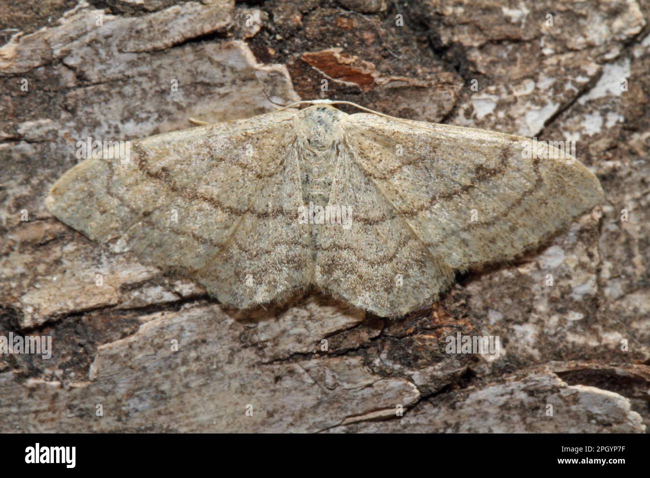 Pepper moth hi-res stock photography and images - Alamy