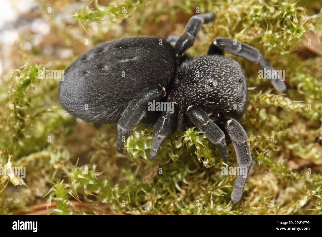 Ladybird spider, Eresus sandaliatus Stock Photo - Alamy