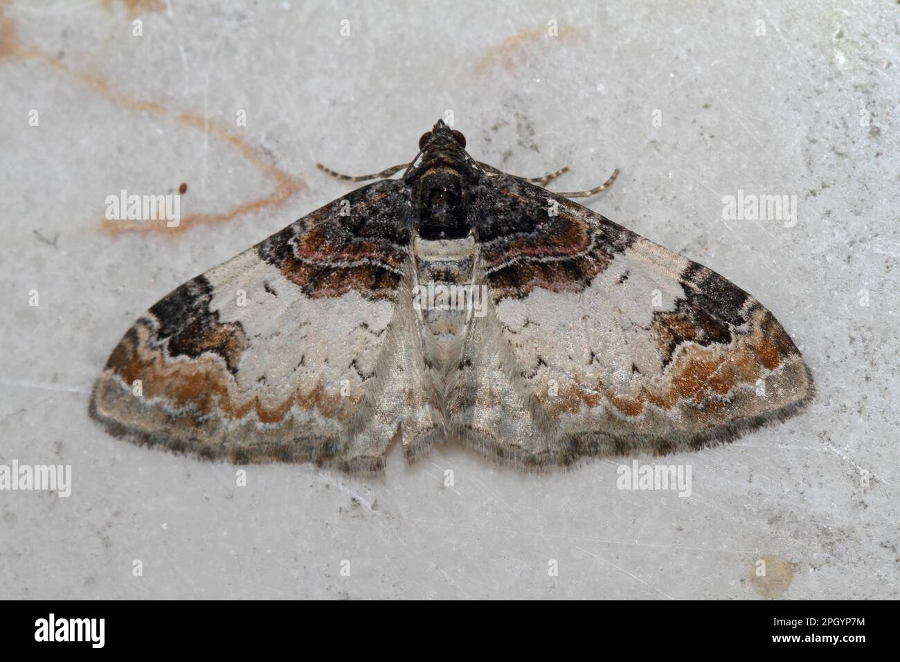 Brown-banded leaf moth Stock Photo - Alamy