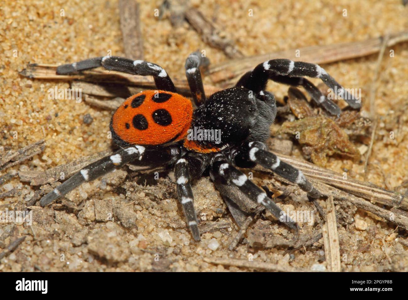 Ladybird spider, Eresus sandaliatus Stock Photo - Alamy