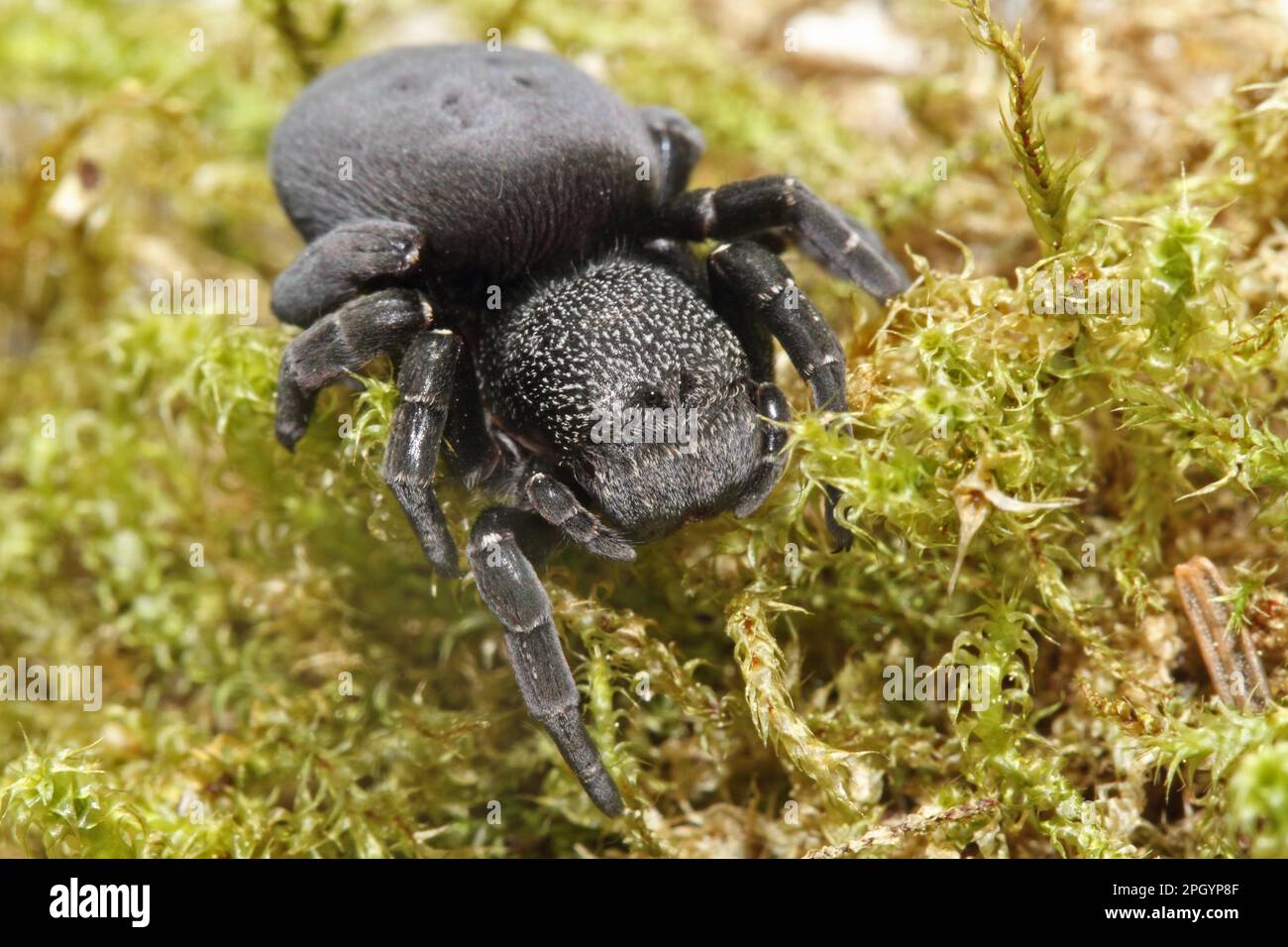 Ladybird spider, Eresus sandaliatus Stock Photo - Alamy