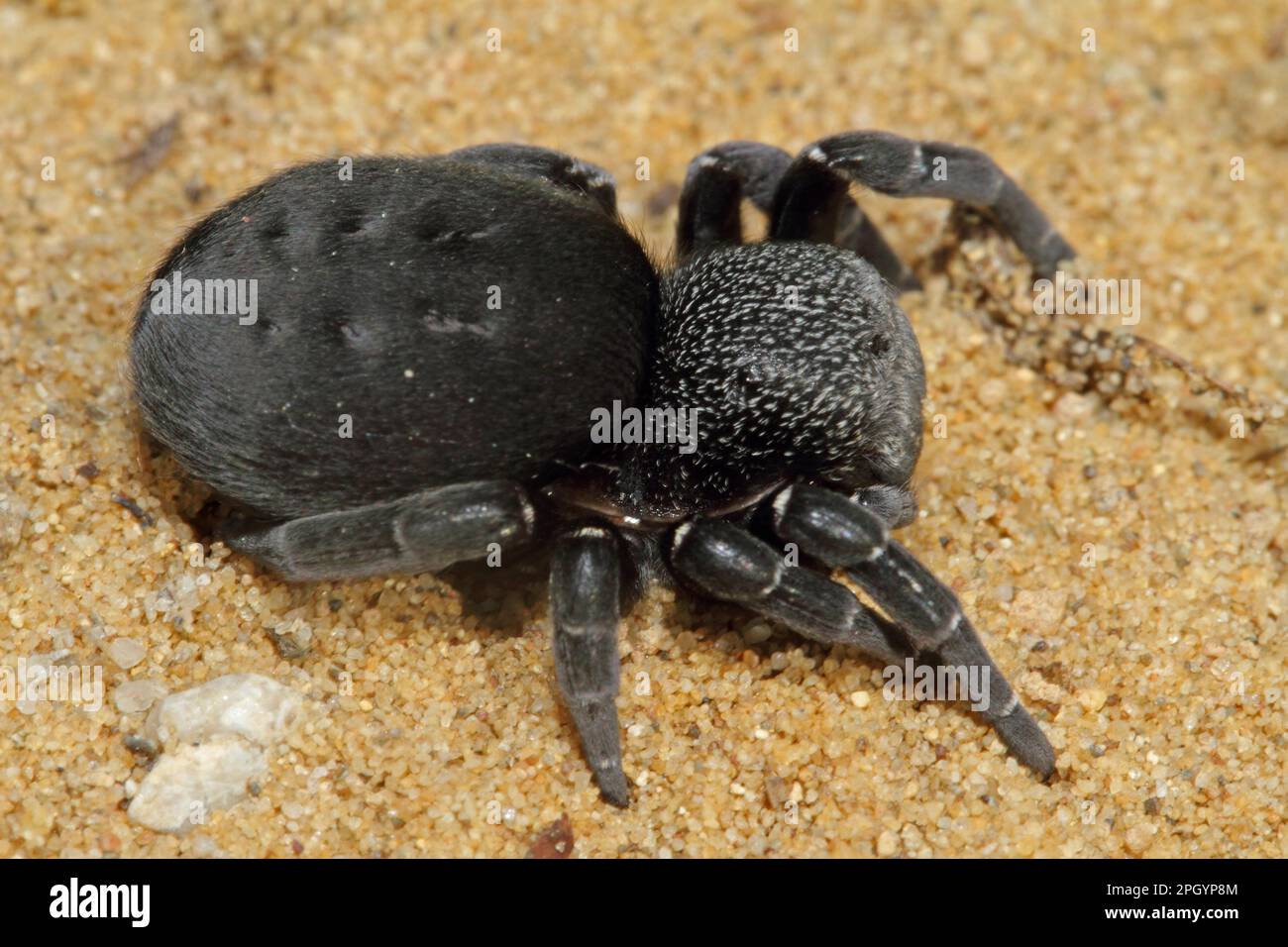 Ladybird spider, Eresus sandaliatus Stock Photo - Alamy