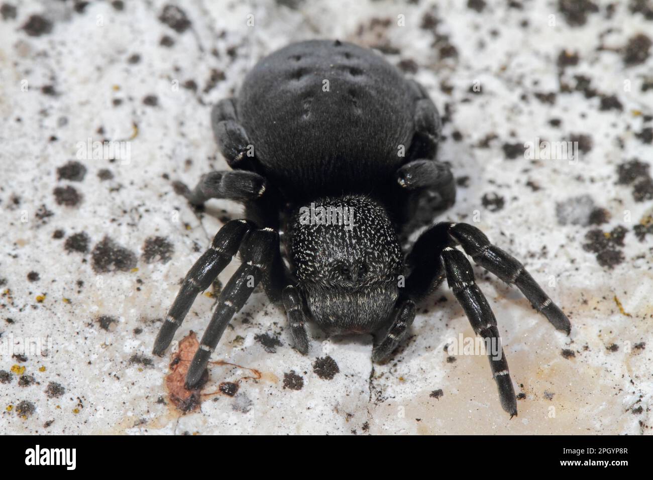Ladybird spider, Eresus sandaliatus Stock Photo - Alamy