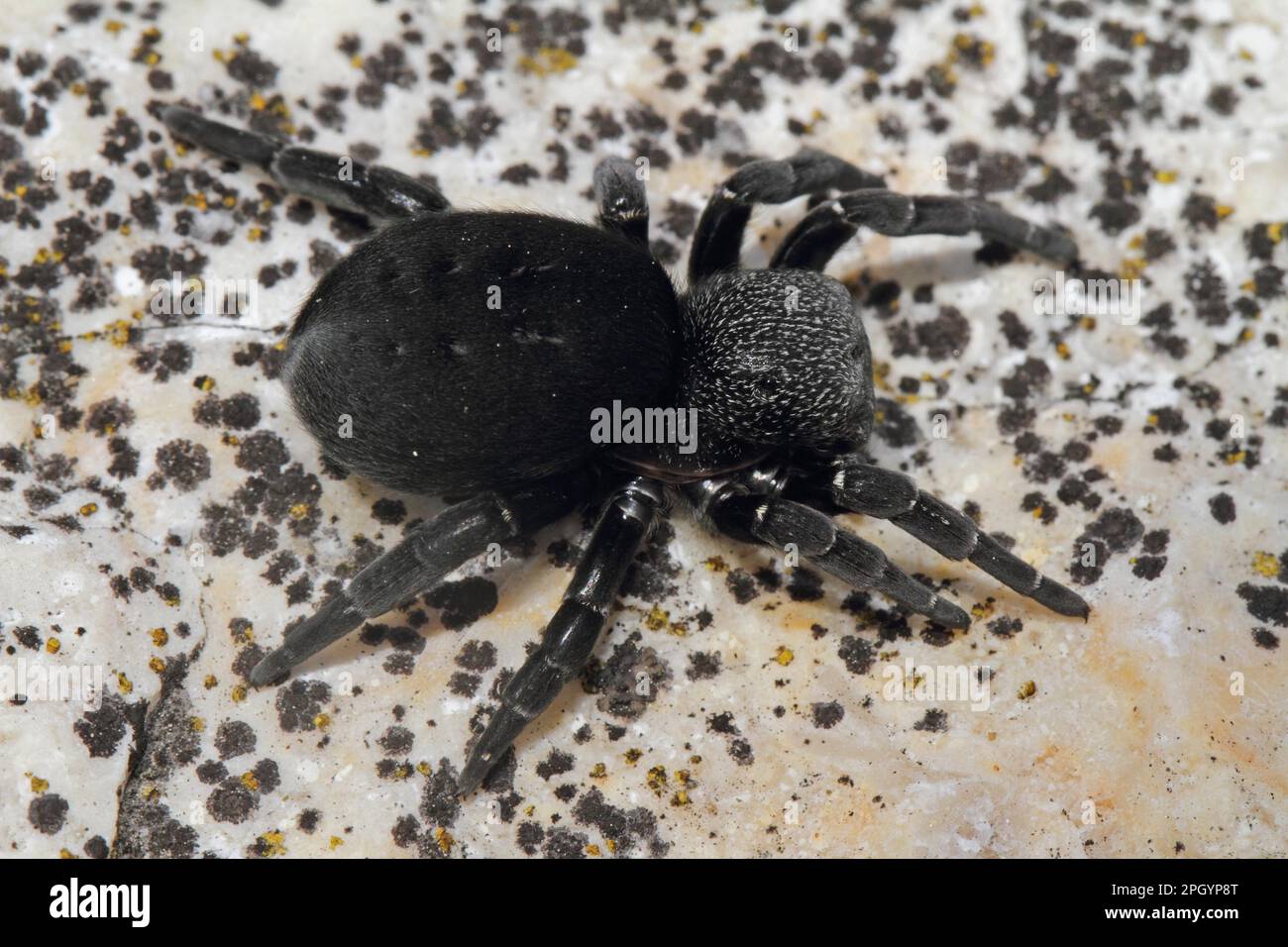 Ladybird spider, Eresus sandaliatus Stock Photo - Alamy
