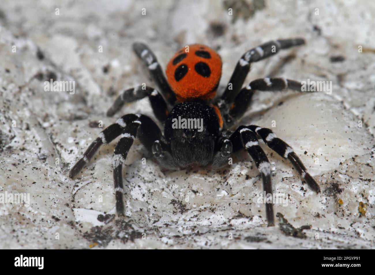 Ladybird spider, Eresus sandaliatus Stock Photo - Alamy